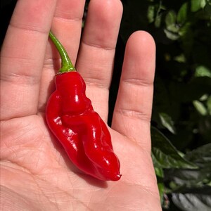 WHP 36 Red F3 Pepper Seeds - 15+ Hot Pepper Seeds - Etsy