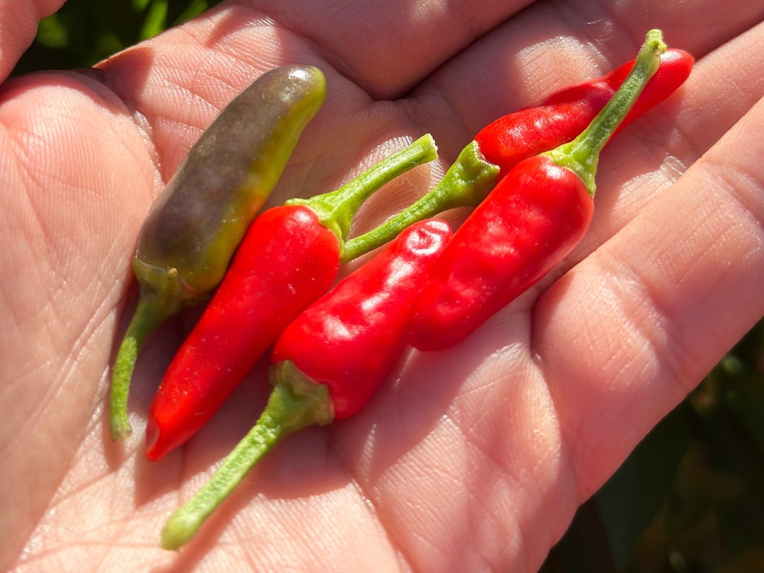 Super Chili Pepper Seeds - 15+ Pepper Seeds - Etsy