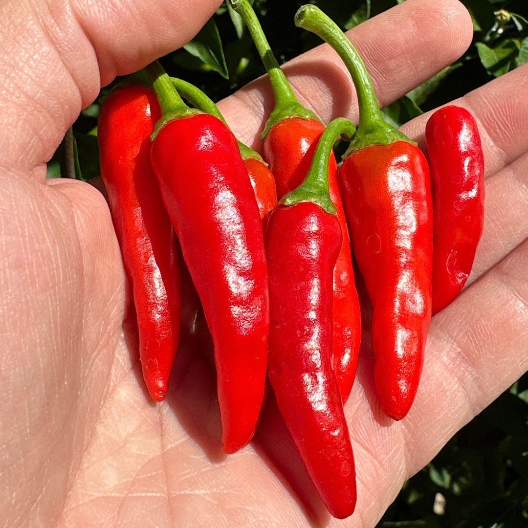 Wild Brazil Cross F2 Seeds Hot Pepper Variety 15 Seeds - Etsy