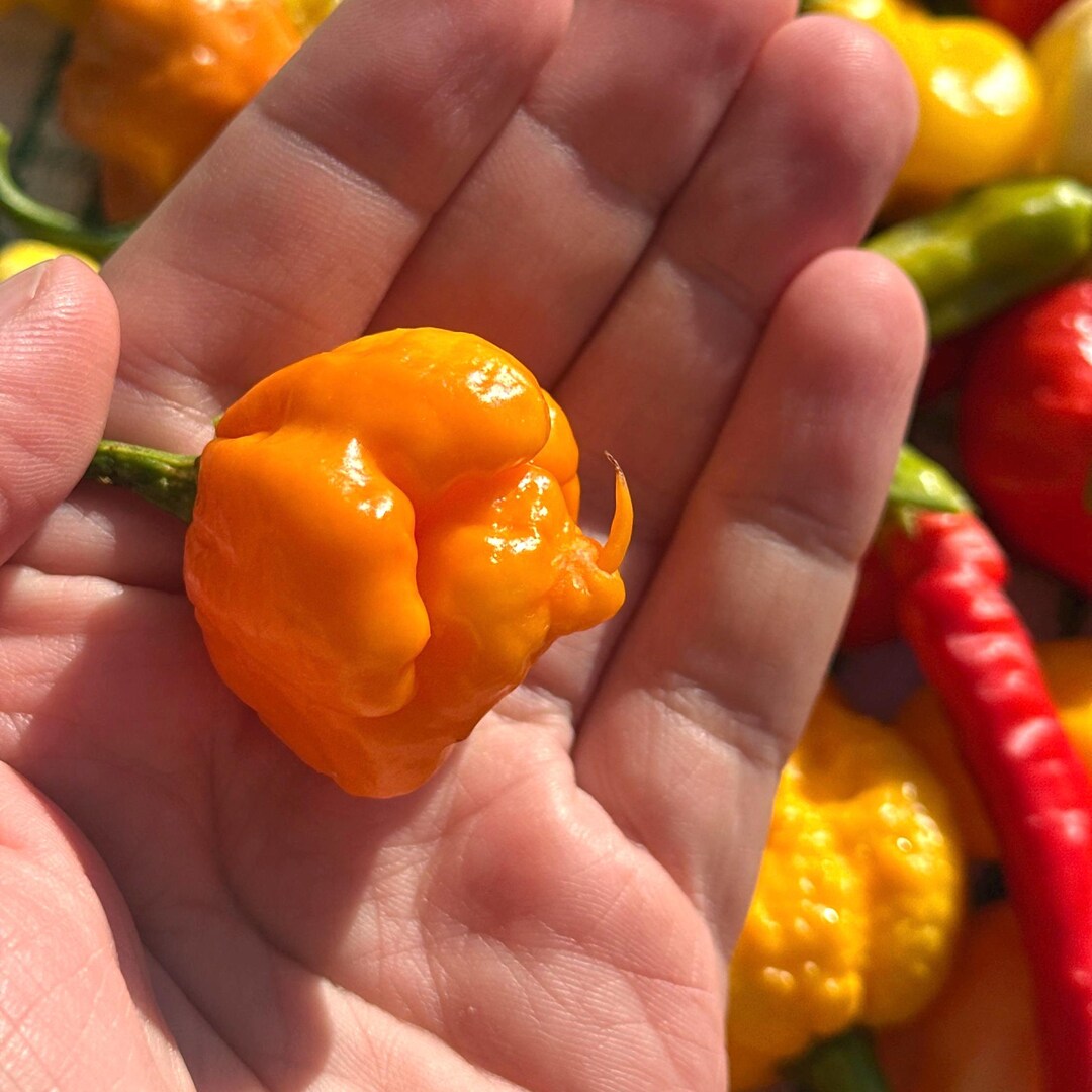 Yellow Brain Strain Pepper Seeds - 15+ Hot Pepper Seeds - Etsy