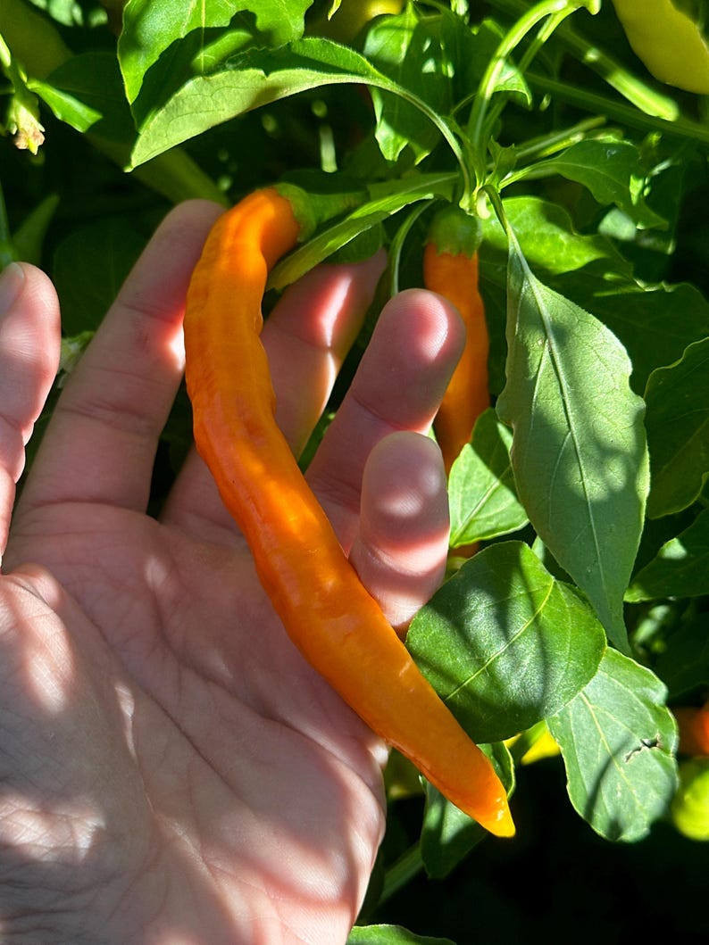 Sili-a-top Pepper Seeds - 20+ Pepper Seeds - Etsy