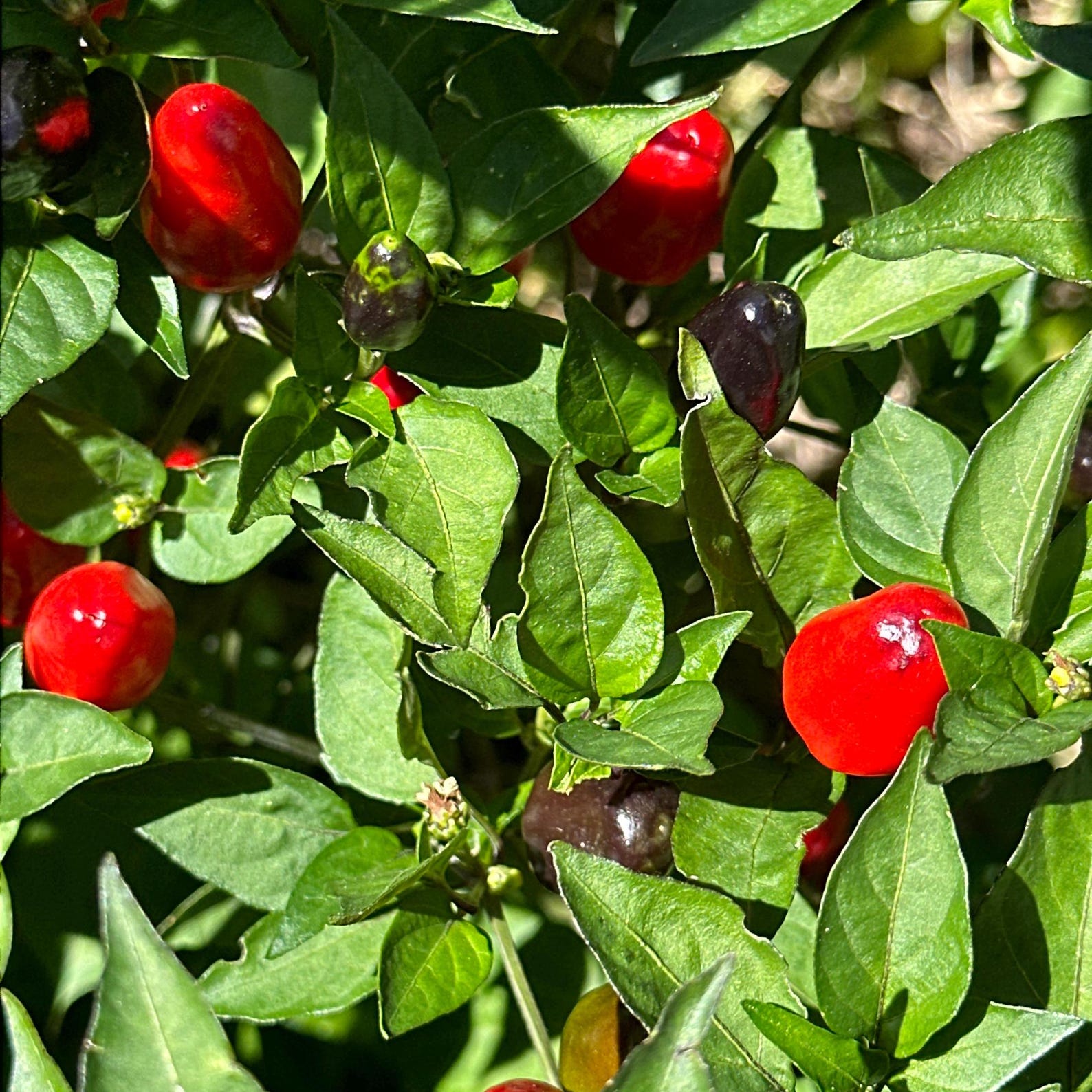 Purple Wild Brazil Cross F2 Seeds - Hot Pepper (20+ Seeds) - Etsy