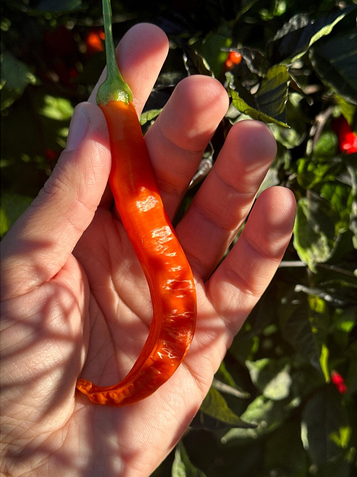 Sili-a-top Pepper Seeds - 20+ Pepper Seeds - Etsy