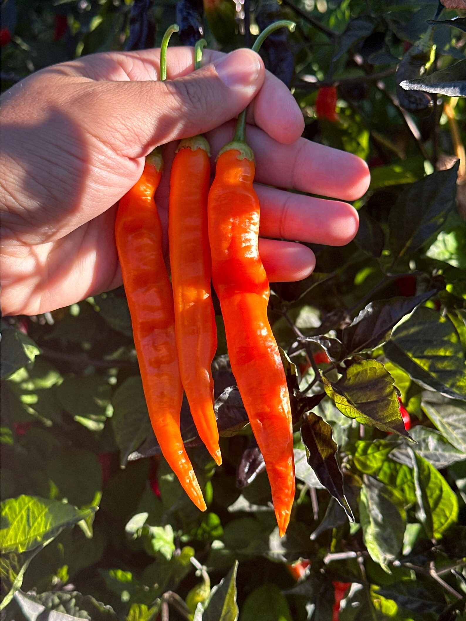 Sili-a-top Pepper Seeds - 20+ Pepper Seeds - Etsy