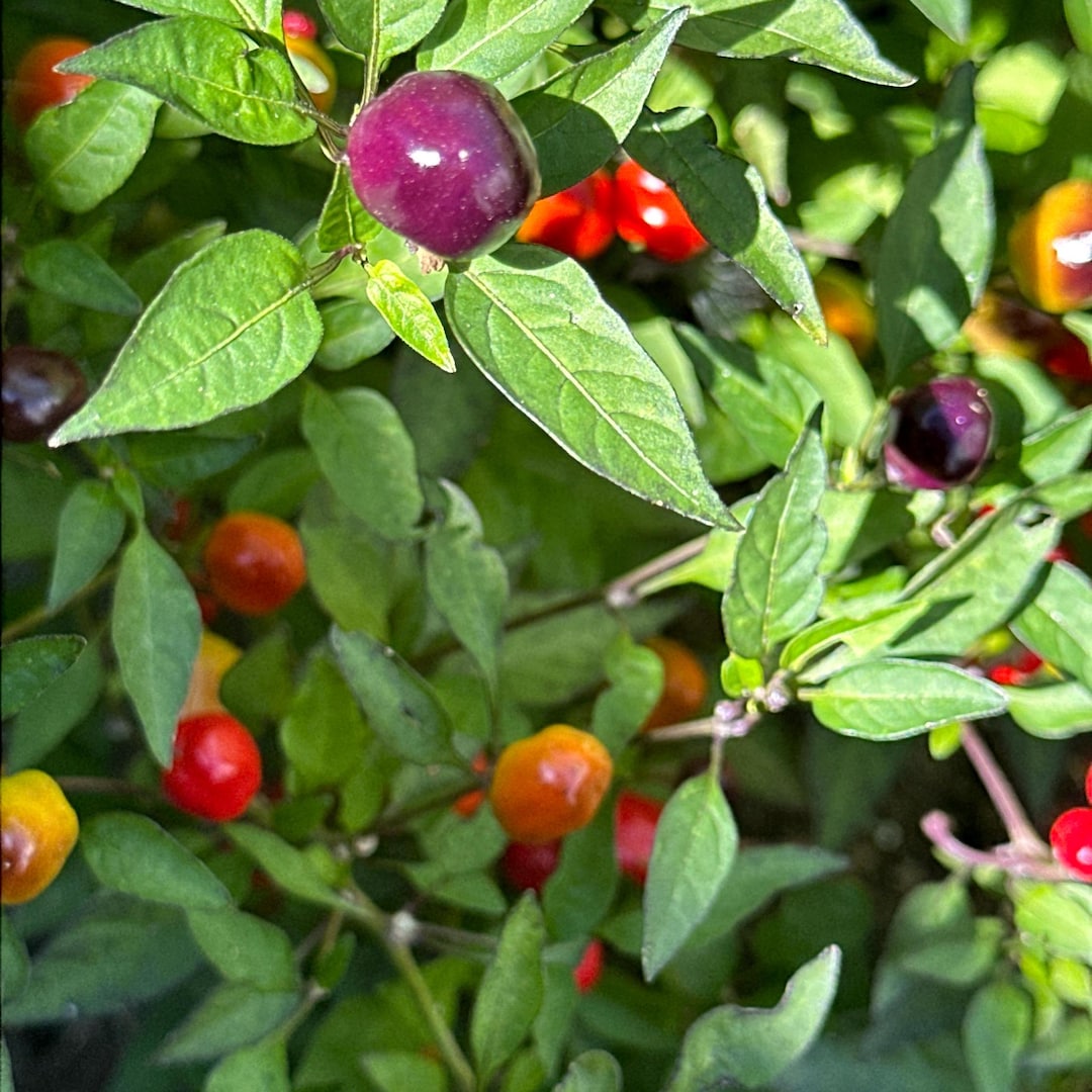 Filius Blue Pepper Seeds: Colorful Hot Peppers (20+ Seeds) - Etsy