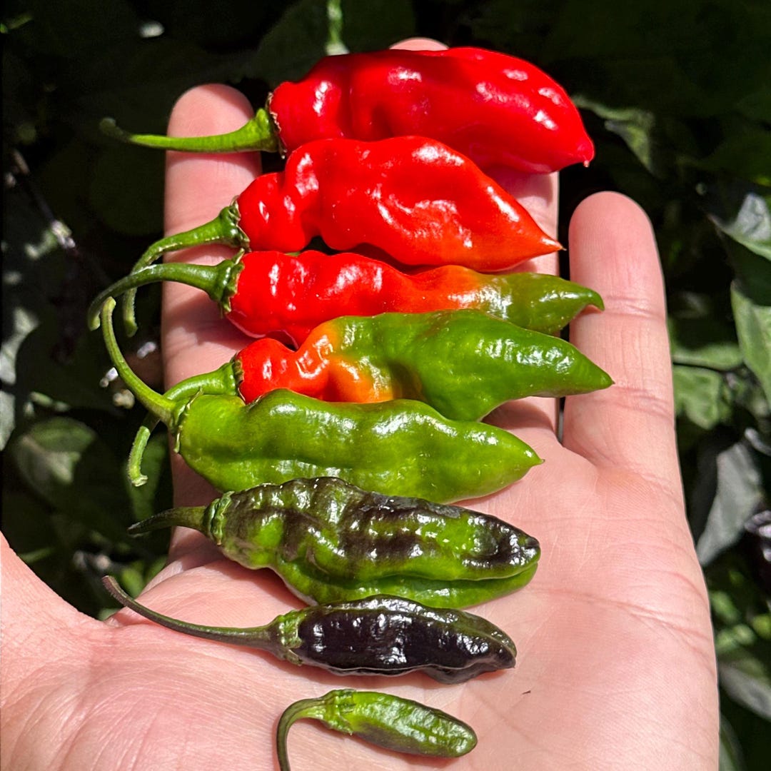 WHP 36 Red F3 Pepper Seeds - 20+ Hot Pepper Seeds - Etsy