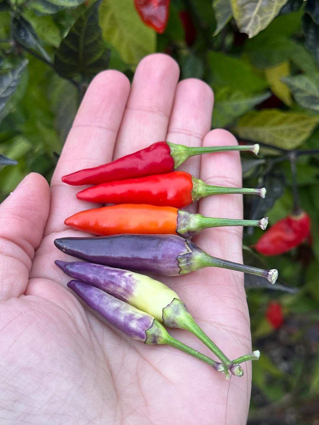 Tabasco Specialty Cross Pepper Seeds - 20+ Pepper Seeds - Etsy