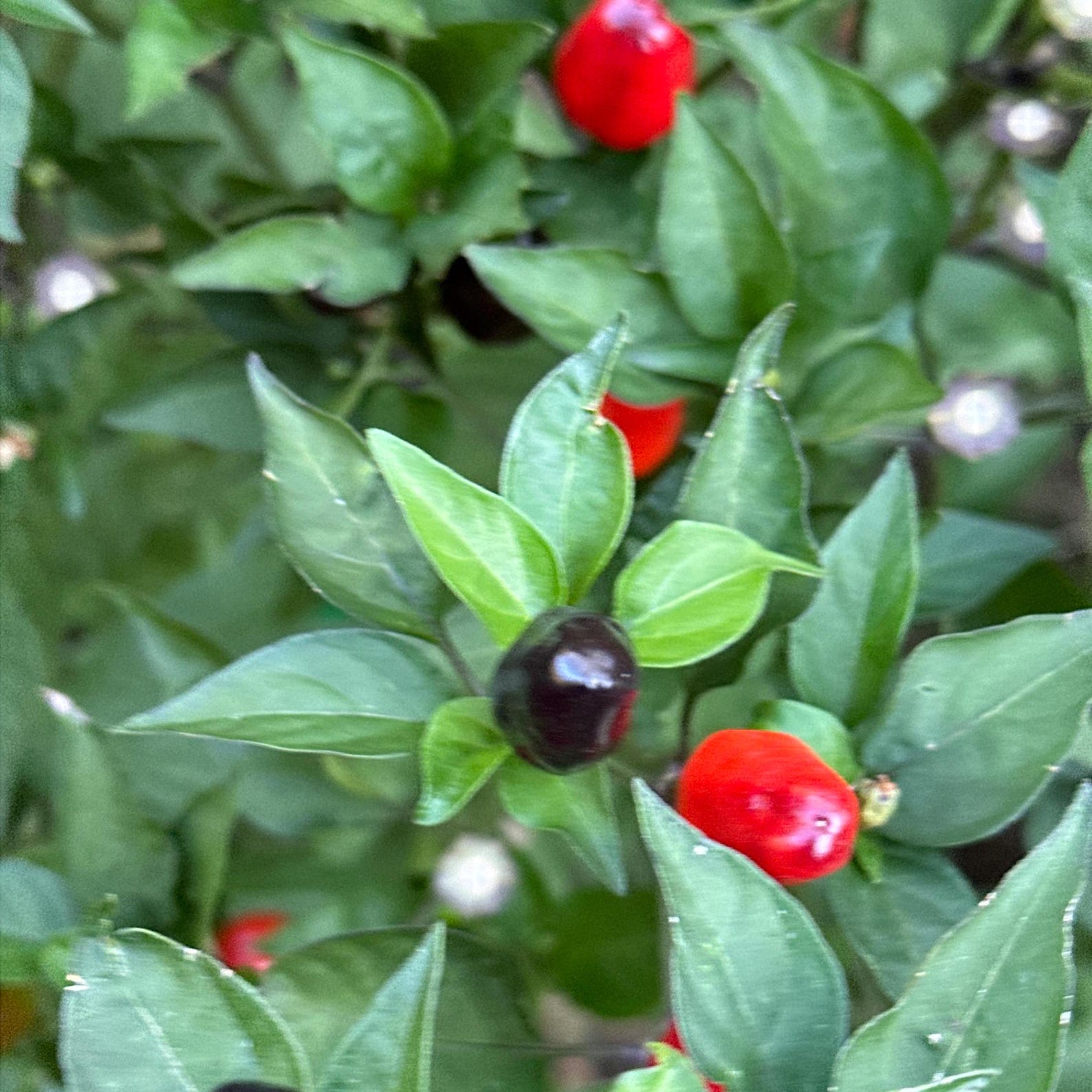 Purple Wild Brazil Cross F2 Seeds - Hot Pepper (20+ Seeds) - Etsy