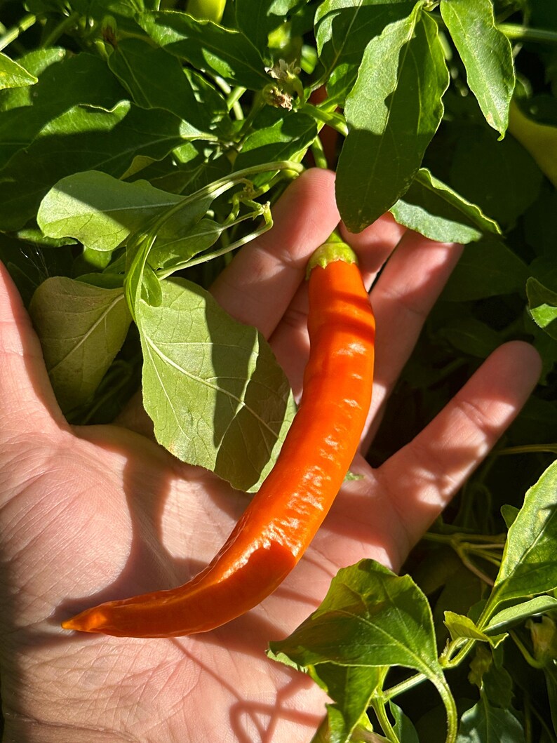 Sili-a-top Pepper Seeds - 20+ Pepper Seeds - Etsy