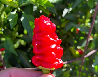 Sepia Serpent douglah X Reaper Pepper Premium Seed Packet - Etsy