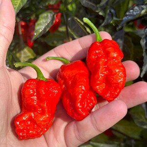 7-pack -super HOT Pepper Seed Combo Deal (mike's Favorites)- 105 ...