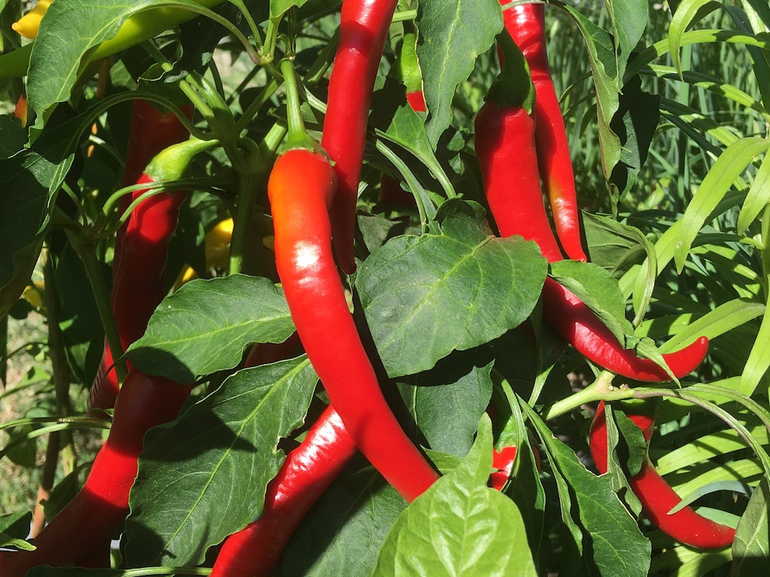 Long Cayenne Pepper Seeds - 15+ Hot Pepper Seeds - Etsy