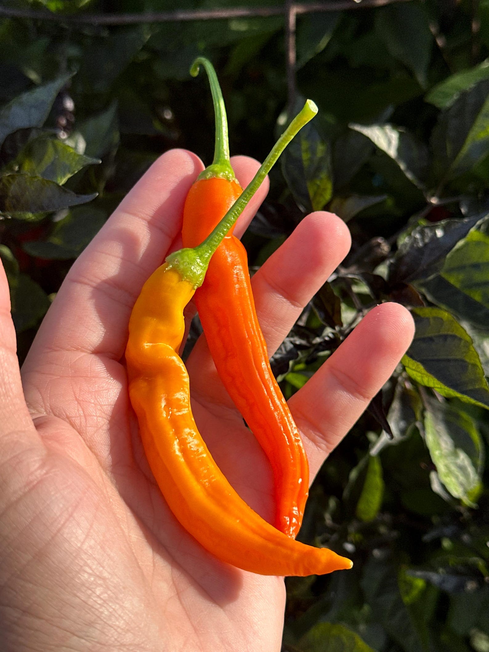 Sili-a-top Pepper Seeds - 20+ Pepper Seeds - Etsy