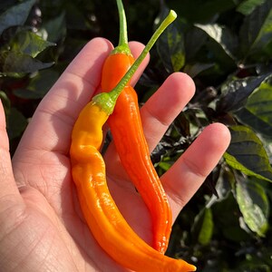 Sili-a-top Pepper Seeds - 20+ Pepper Seeds - Etsy