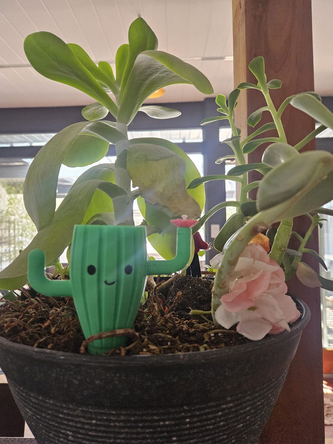 Cactus Plant Waterer - Self-watering Device for Indoor Plants, Easy ...