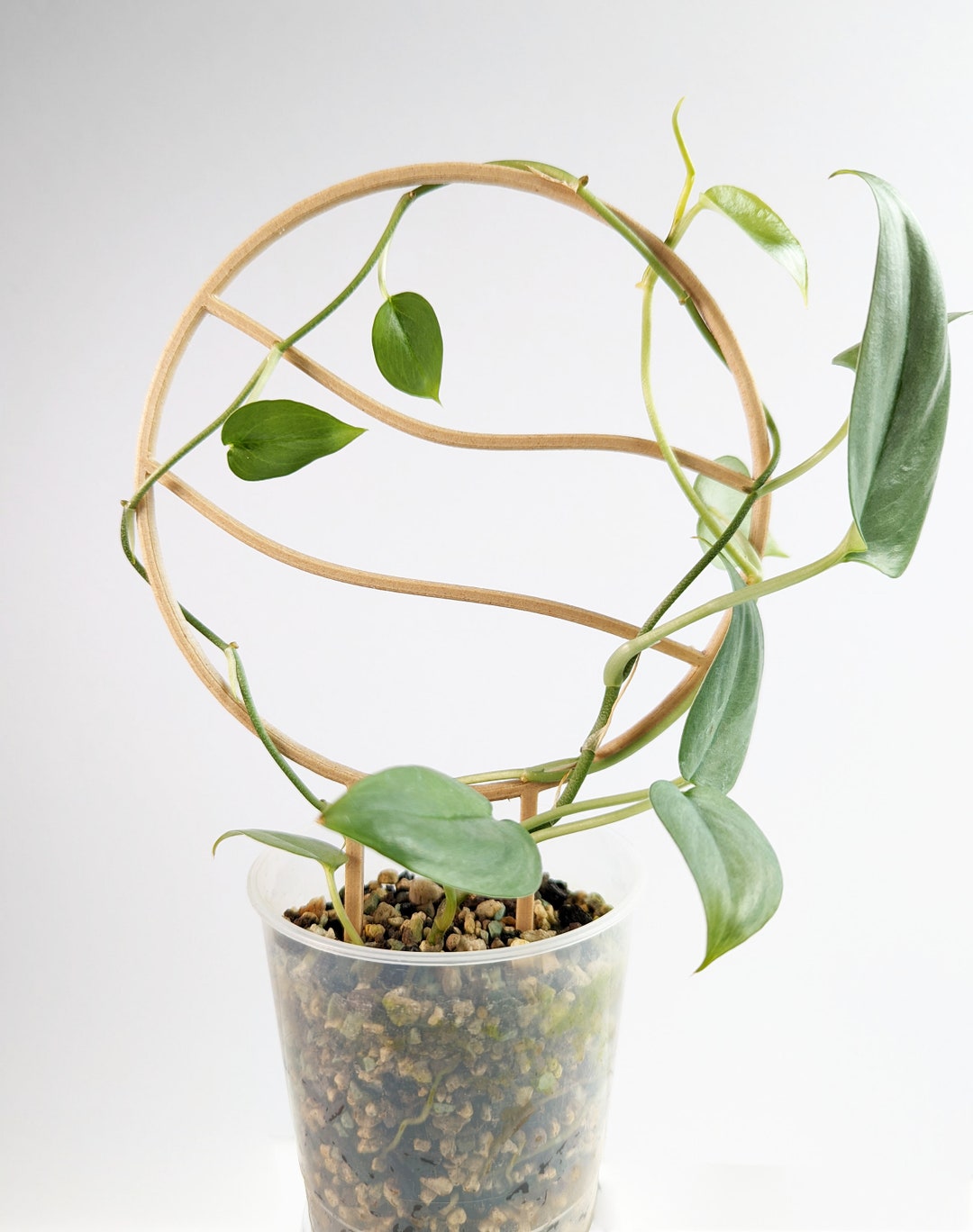 Wavy Circle Trellis | Hoya Trellis | Houseplant Trellis | Pothos ...