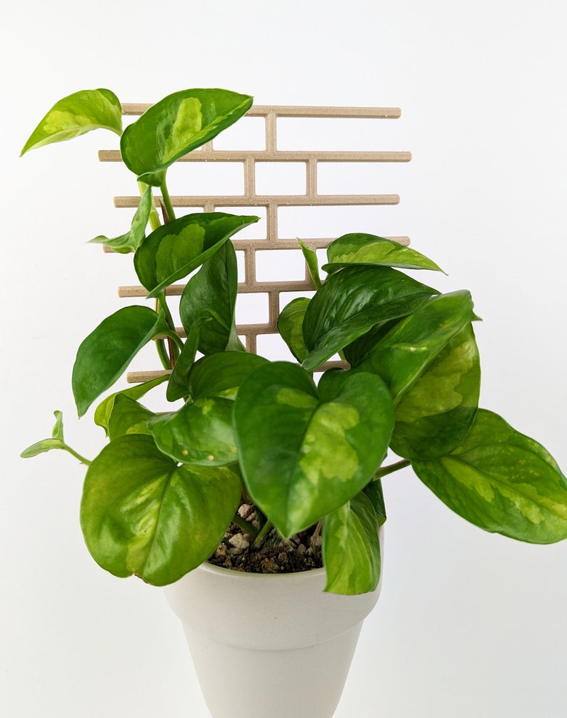 Brick Pattern Trellis | Hoya Trellis | Pothos Trellis | Houseplant ...
