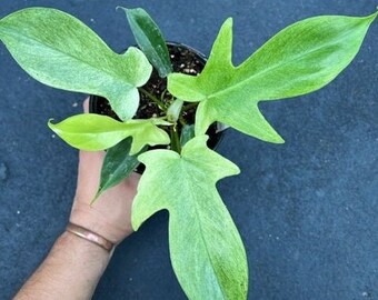 Florida Ghost Philodendron - Etsy