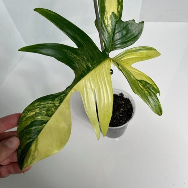 Florida Ghost Philodendron - Etsy