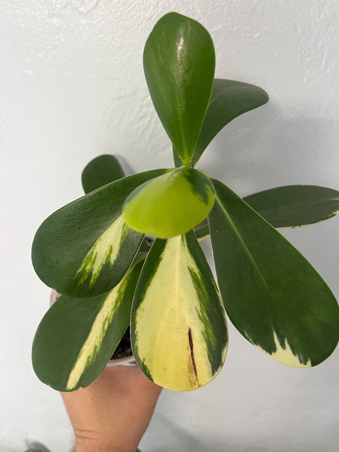 Variegated Clusia Rosea, Rare Clusia Variegata - Etsy