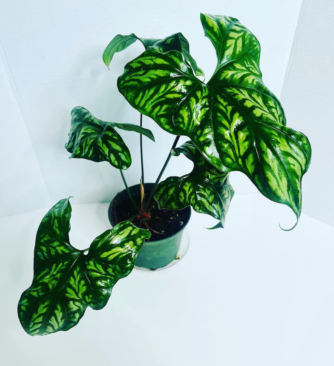 Cercestis Mirabilis, Rare Plant Cercestis Mirabilis - Etsy