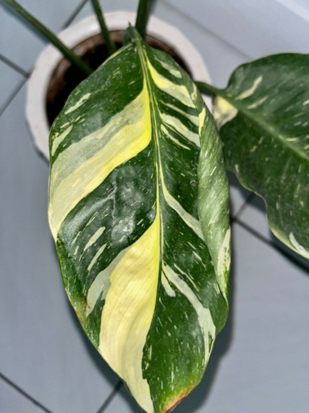Variegated Peace Lily - Etsy
