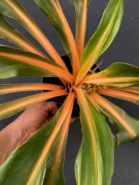 Chlorophytum Fire Flash