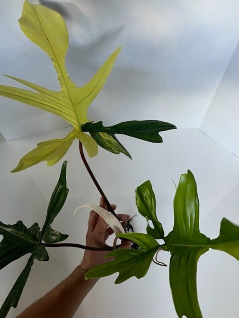 Philodendron Florida Beauty Variegated Rare - Etsy