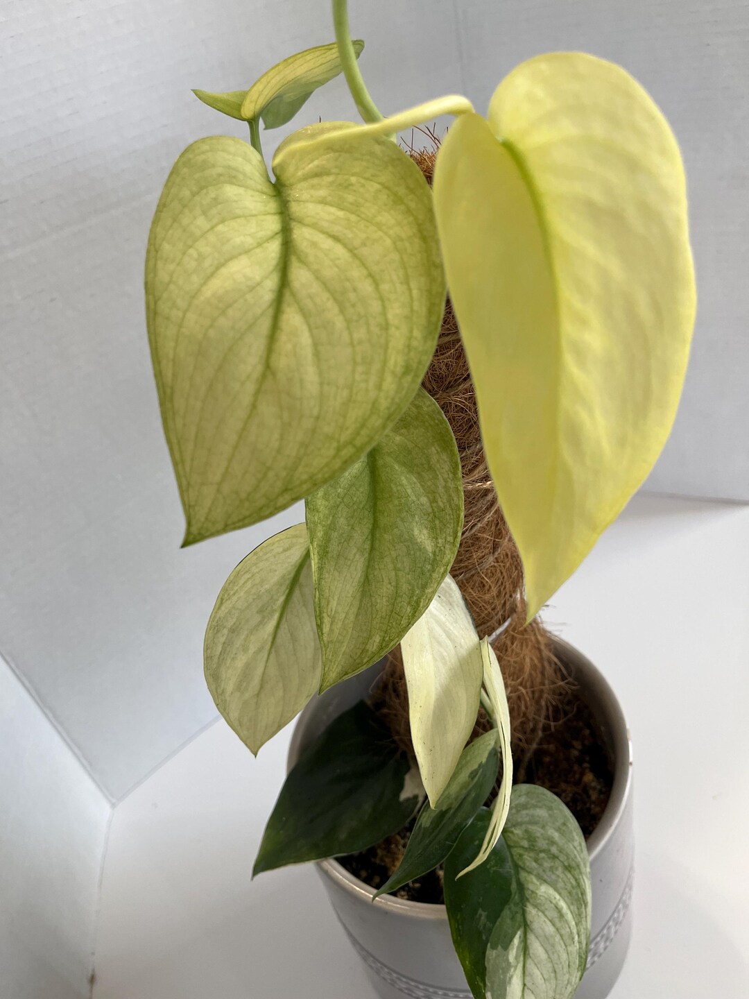 Scindapsus Jade Satin Very Rare All White and Yellow Leaves, Large ...