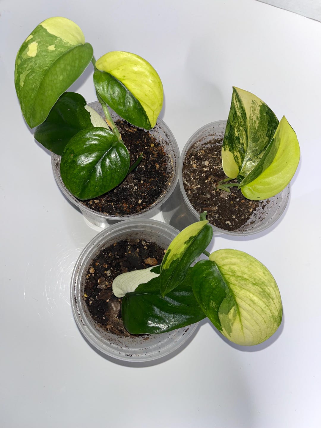 Scindapsus Jade Satin Variegated, Rare Scindapsus Jade Satin Variegata ...