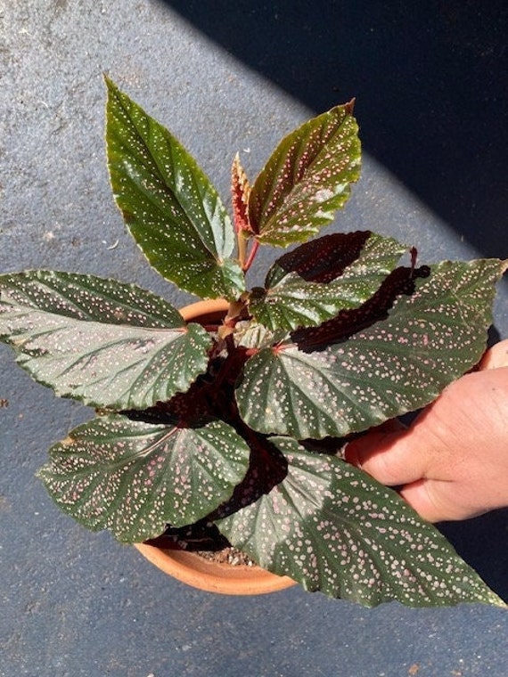 Begonia Benigo Pink Angel Wing Begonia | Etsy