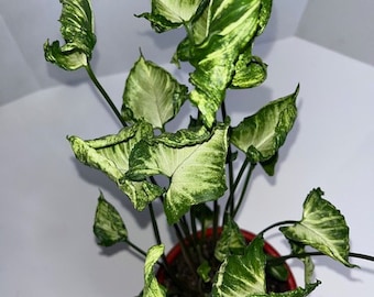 Syngonium Godzilla Starter Plant (ALL STARTER PLANTS Require You to ...