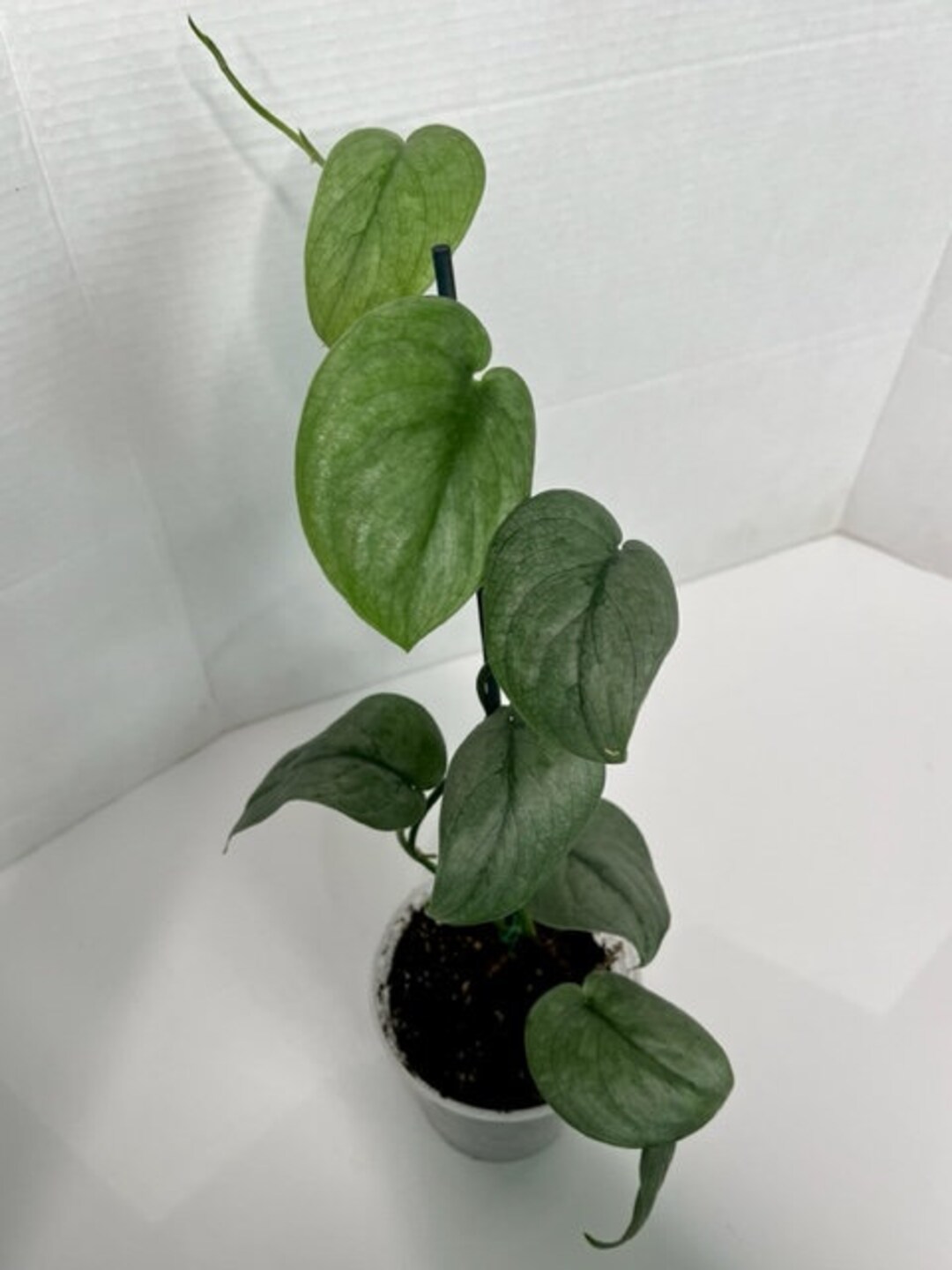 Scindapsus Silver Hero, Rare Scindapsus Silver Hero - Etsy