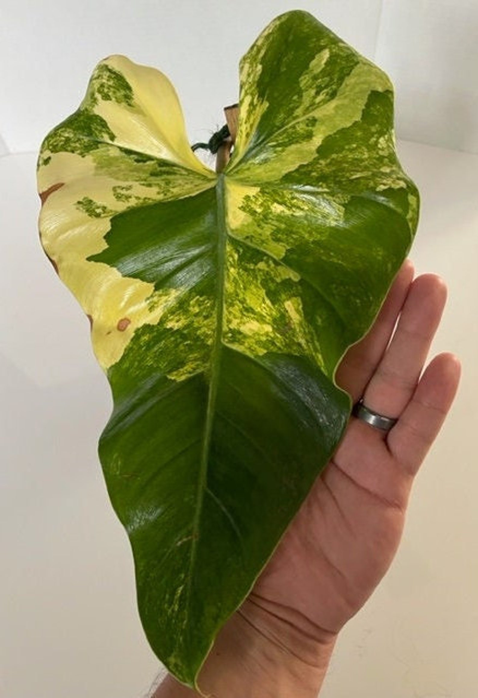 Philodendron Domesticum Variegated Rare - Etsy