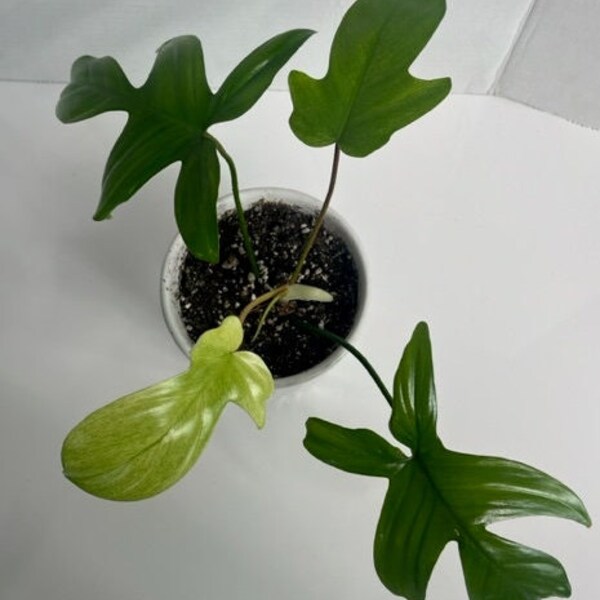 Florida Ghost Philodendron - Etsy