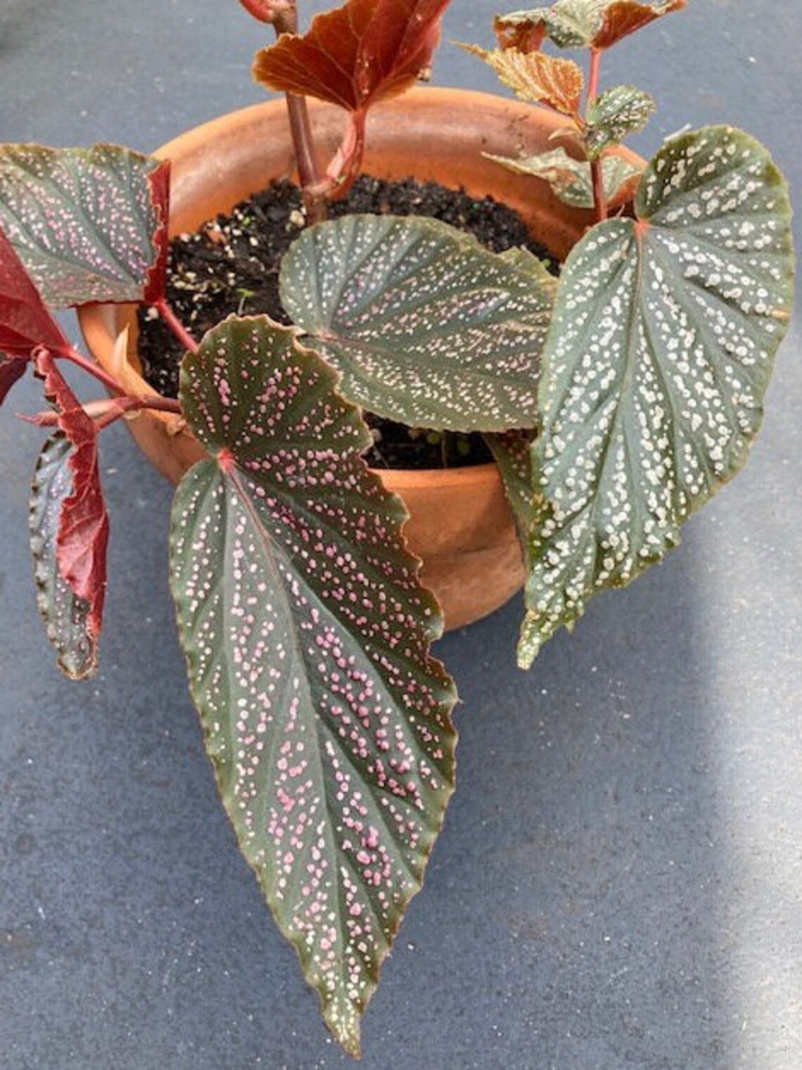 Begonia Benigo Pink Angel Wing Begonia | Etsy