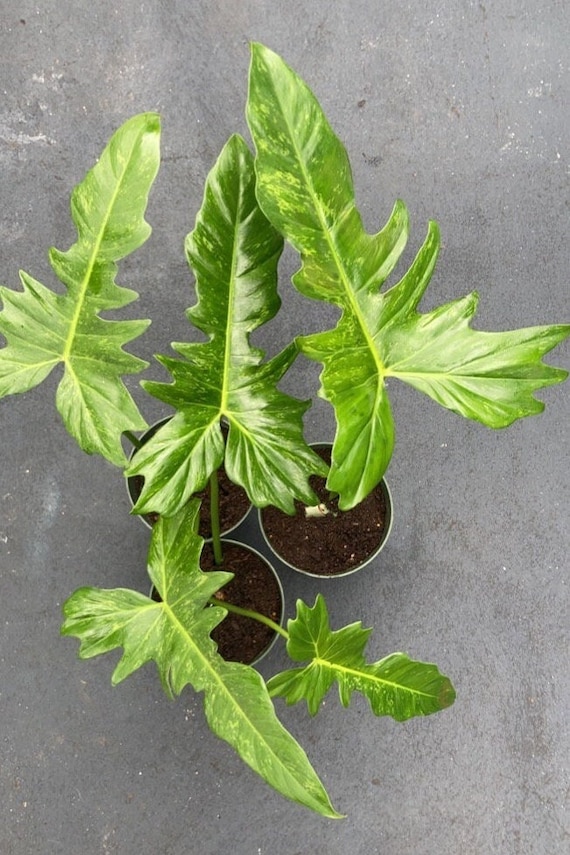 Philodendron Golden Dragon Variegated Philodendron Lime Fiddle Etsy