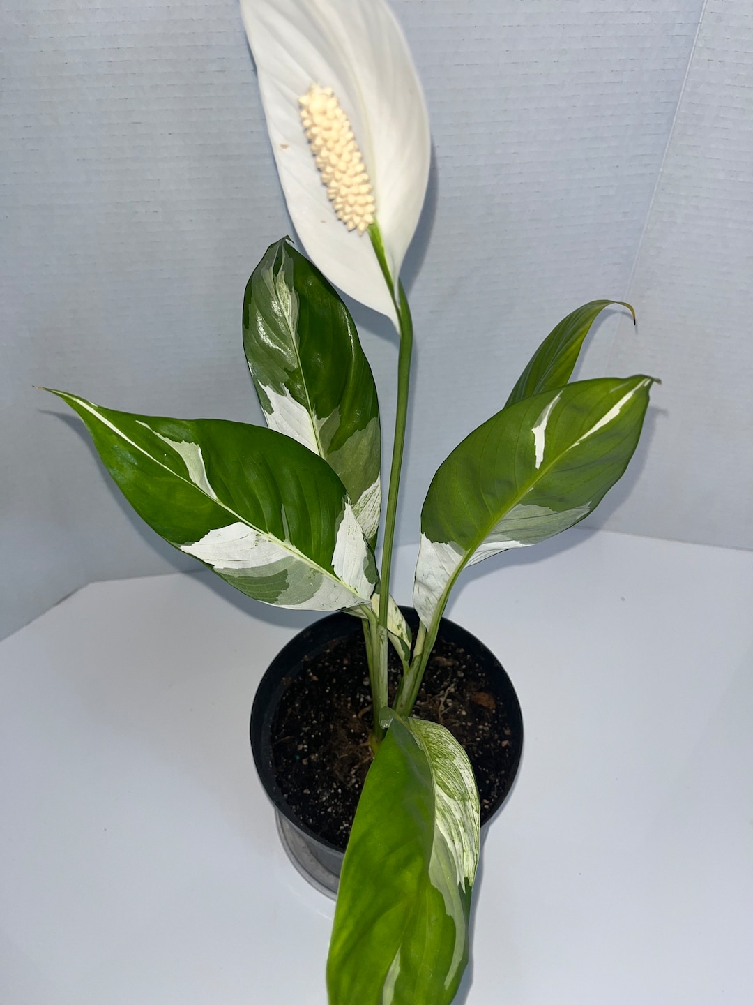 Variegated Peace Lily - Etsy