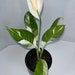 Variegated Peace Lily - Etsy