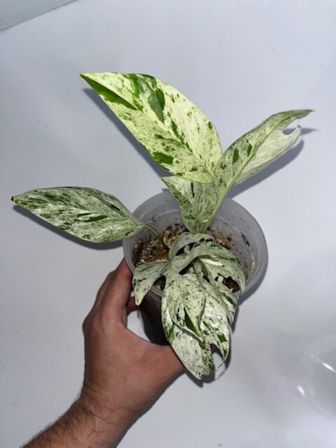 Epipremnum Pinnatum Marble Variegated, Rare Epipremum Pinnatum Marble ...