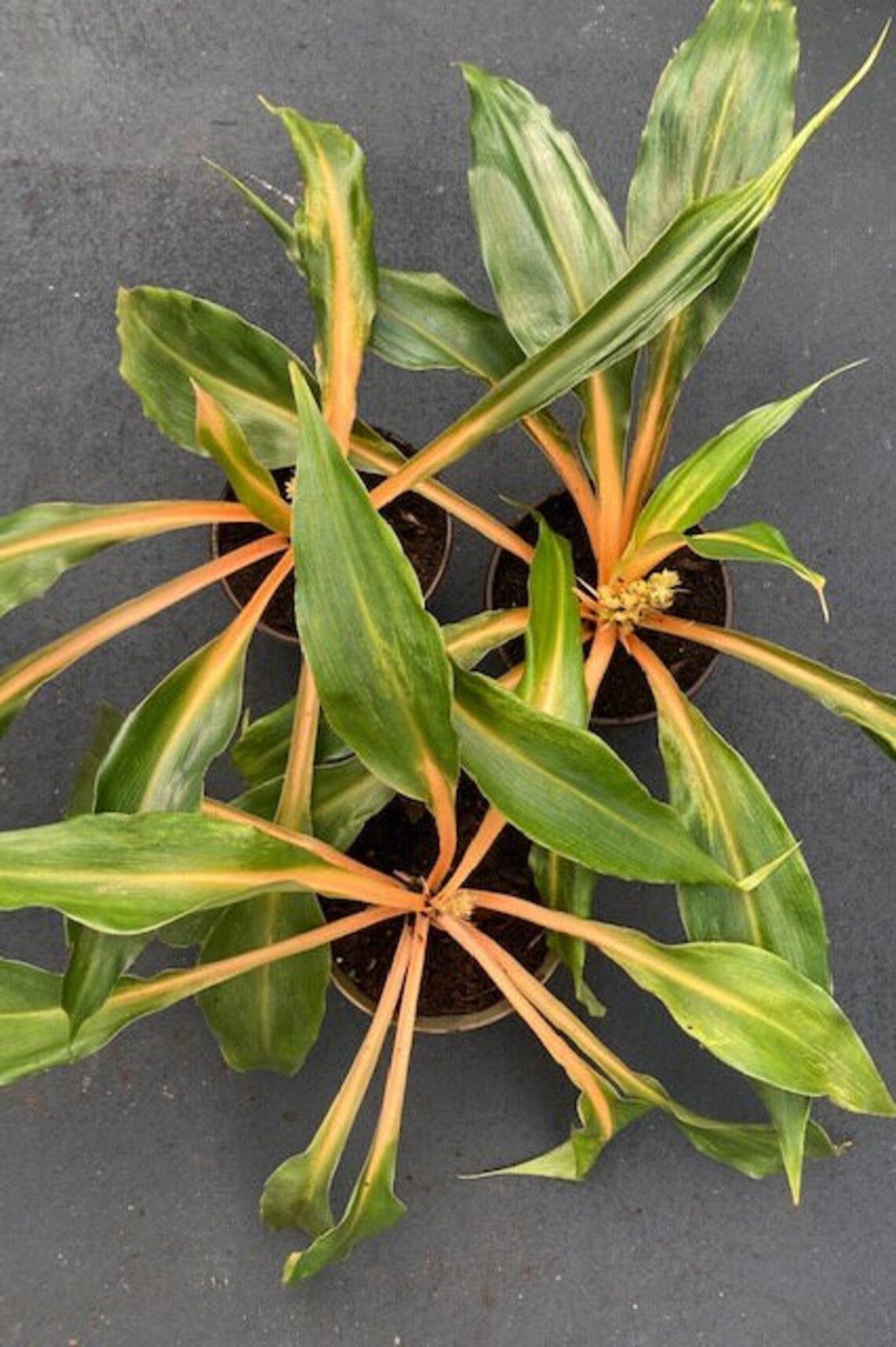 Chlorophytum Amaniense fire Flash Plant - Etsy