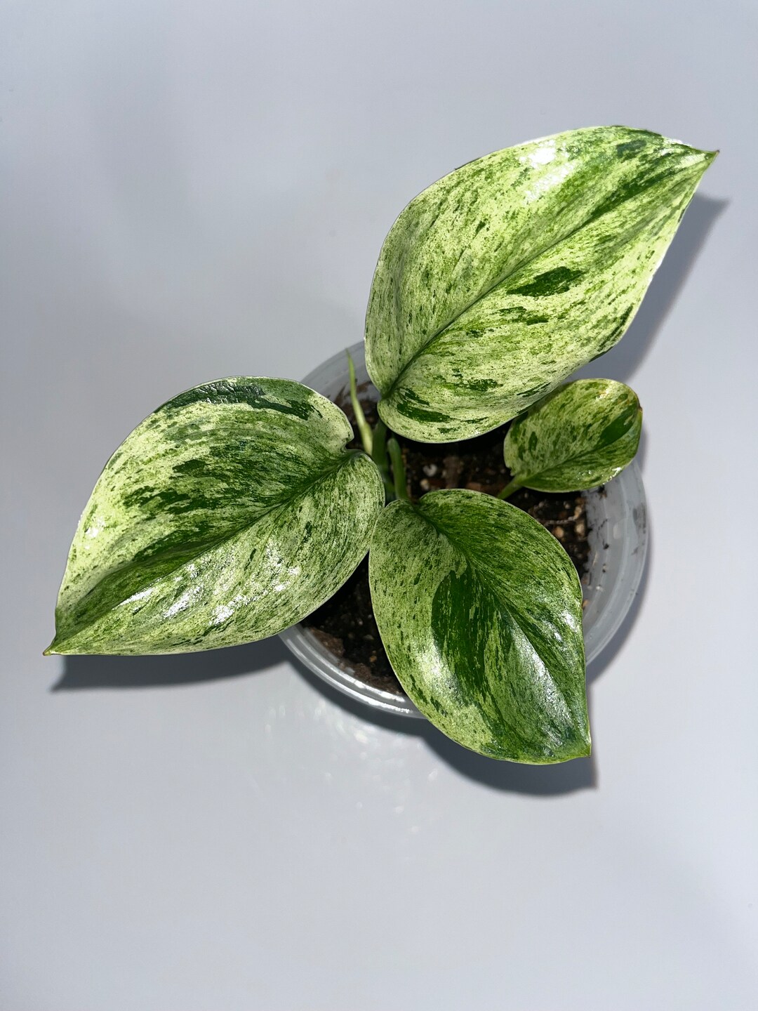 Scindapsus Moonlight Marble, Very Rare Scindapsus Moonlight Marble ...