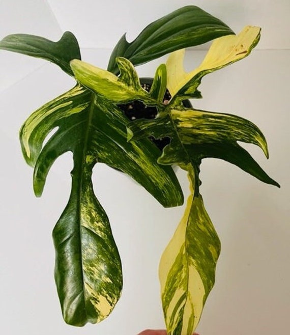 Philodendron Florida Beauty Variegated Rare - Etsy