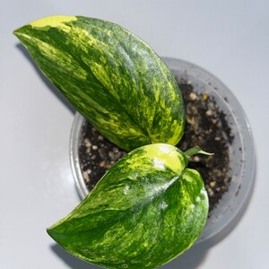 Scindapsus Jade Satin Variegated, Rare Scindapsus Jade Satin Variegata ...