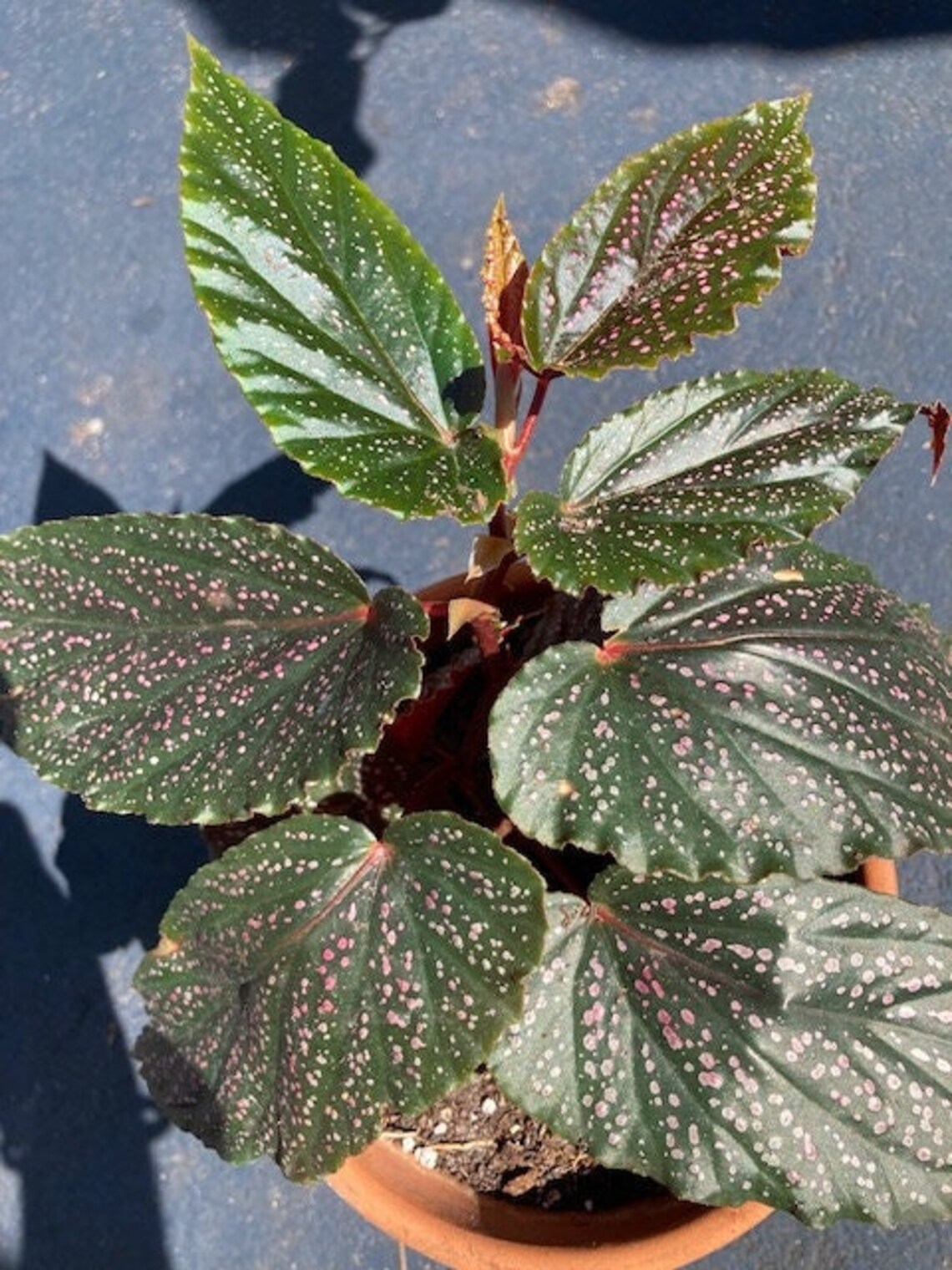 Begonia Benigo Pink Angel Wing Begonia | Etsy