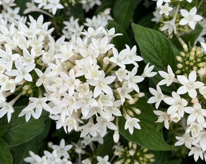 Red Penta Plant - Etsy