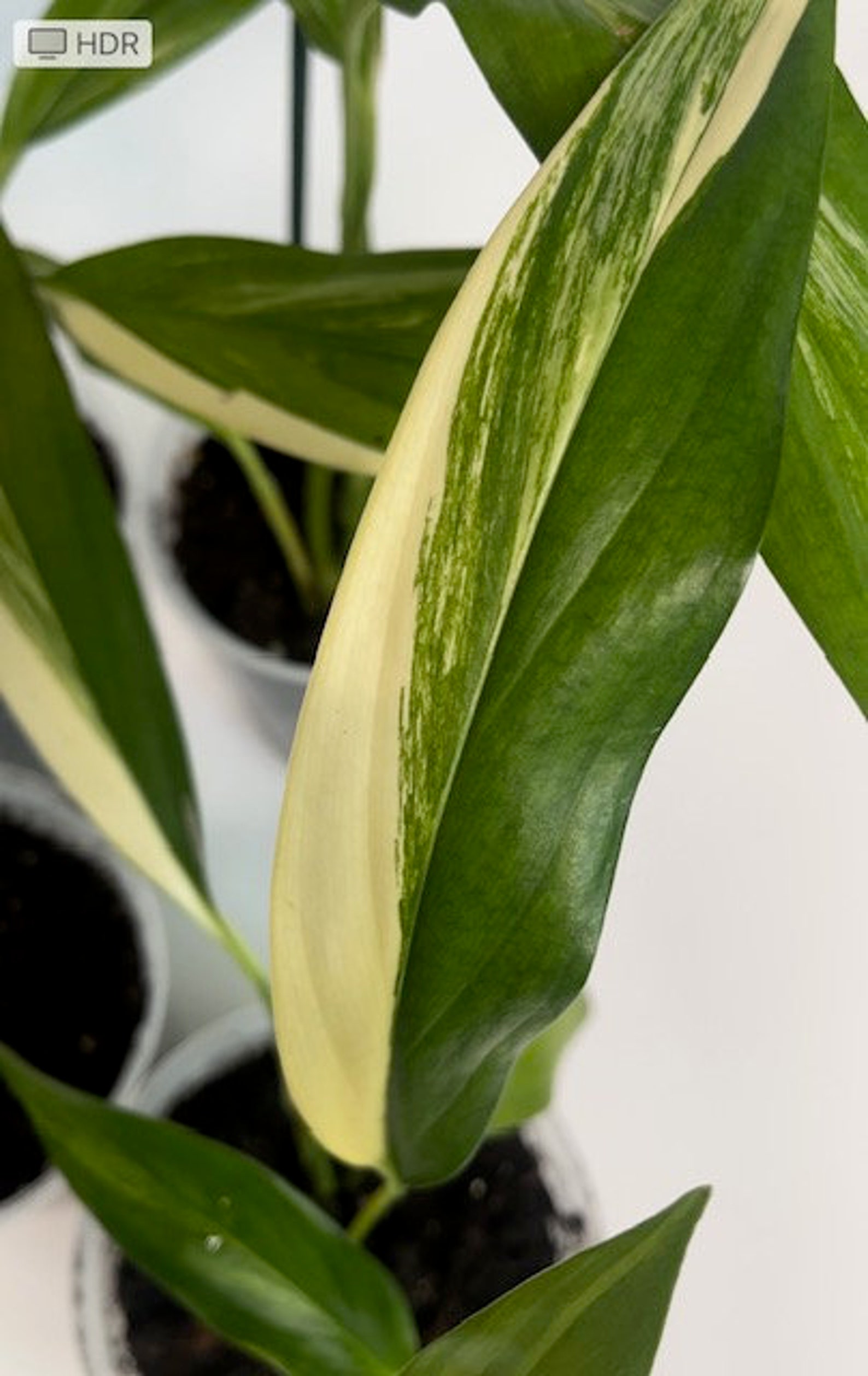 Epipremnum Amplissimum Variegated, Rare Epipremnum Amplissimum - Etsy