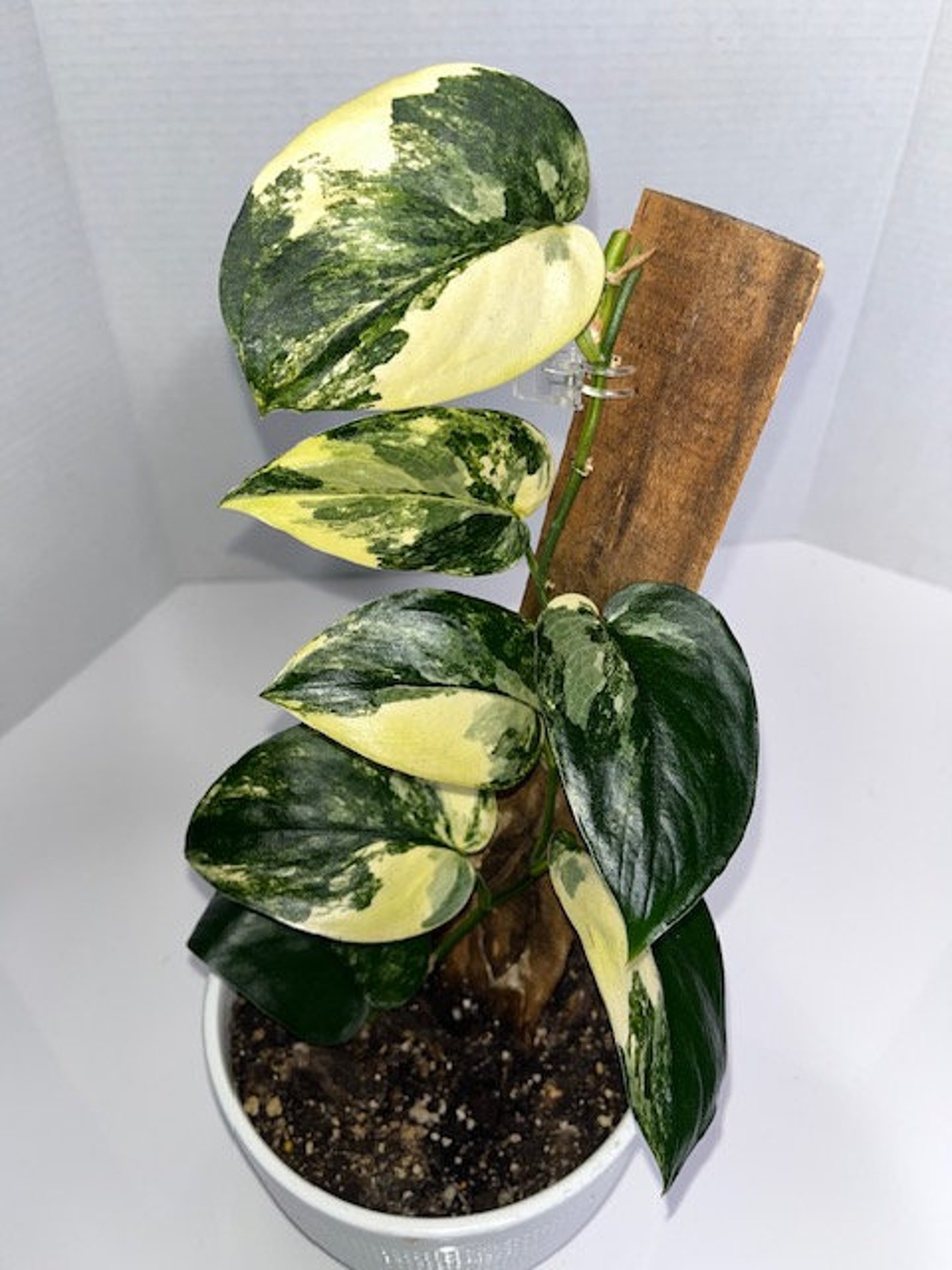 Scindapsus Jade Satin Variegated, Rare Scindapsus Jade Satin Variegata ...