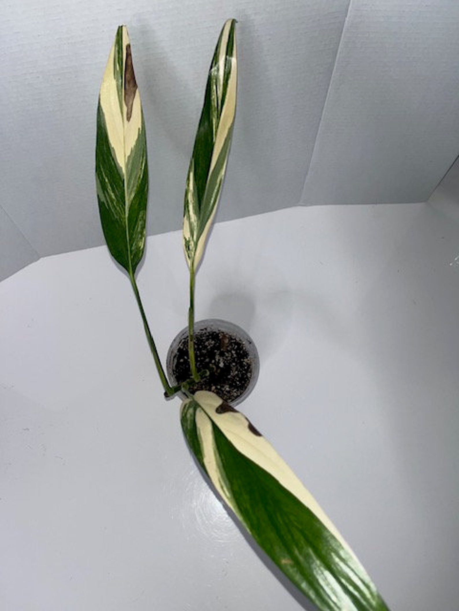 Epipremnum Amplissimum Variegated, Rare Epipremnum Amplissimum - Etsy