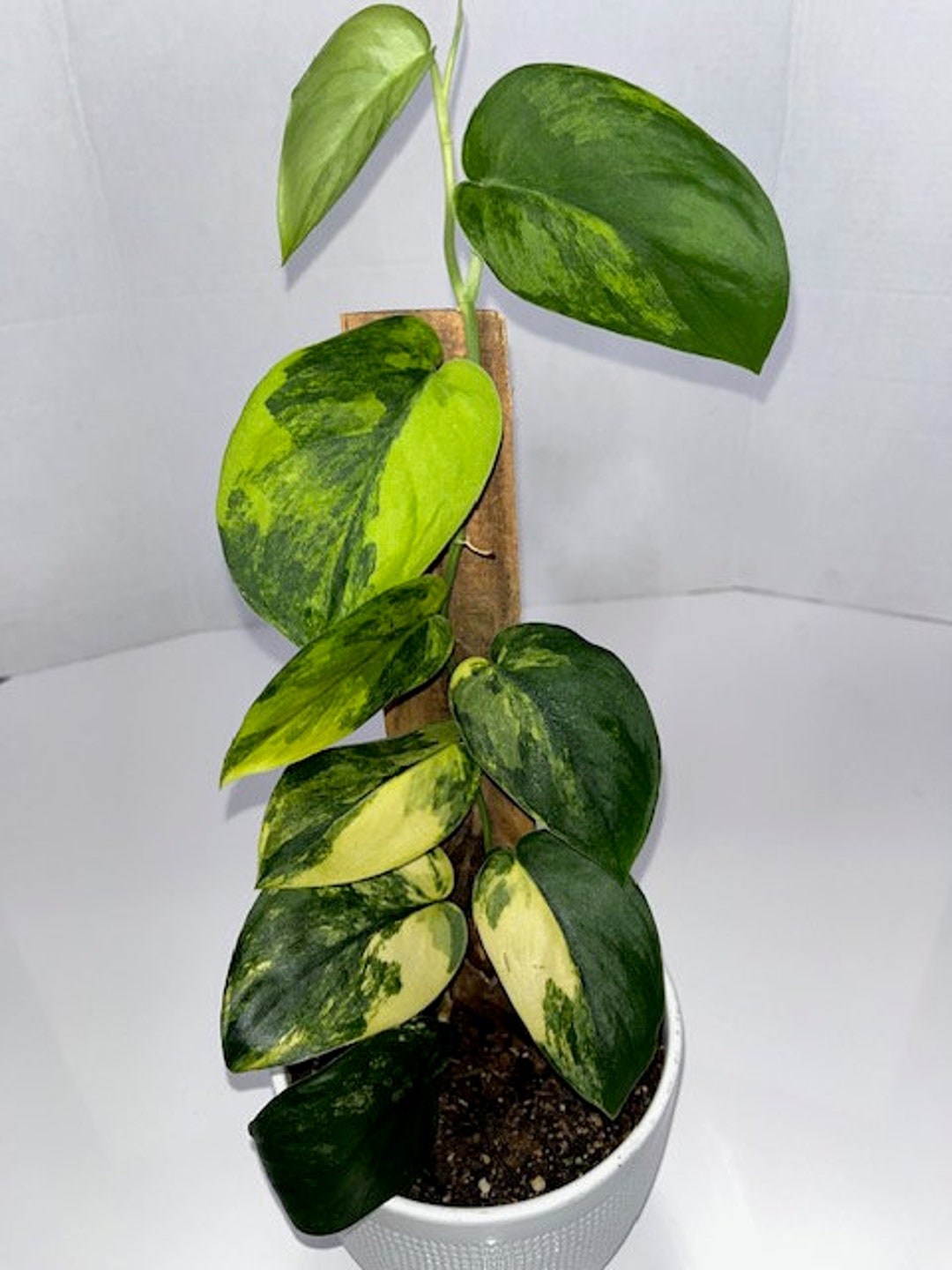 Scindapsus Jade Satin Variegated Rare Scindapsus Jade Satin - Etsy